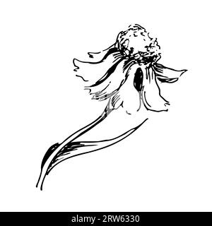 linear graphic drawing of a wildflower. Plants and flowers. Set of ...