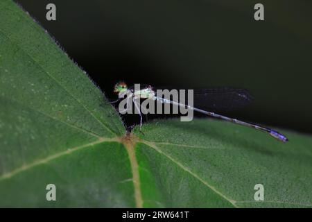 damselfly, a dragonfly insect, North China Stock Photo - Alamy