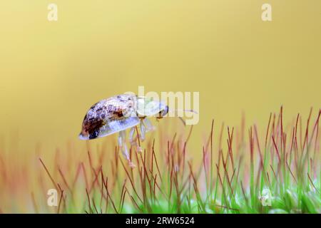 Hispidae family insect crawl on plants, North China Stock Photo - Alamy