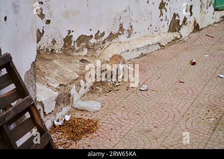 Homeless cat making pou in the street Stock Photo - Alamy