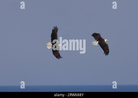 Two Bald Eagles soar through the air, wings spread wide, above a vast expanse of ocean Stock ...