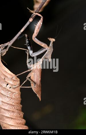 Dead Leaf Mantis (Deroplatys dessicata) resting on dead leaf, Sabah ...