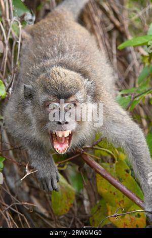 Long-tailed or Crab-eating adult macaque, full body shot. Sangeh Monkey ...