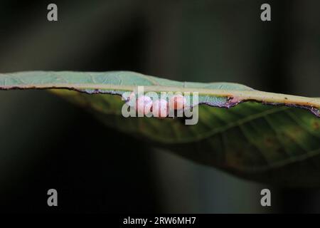 Insect eggs on wild plants, North China Stock Photo - Alamy