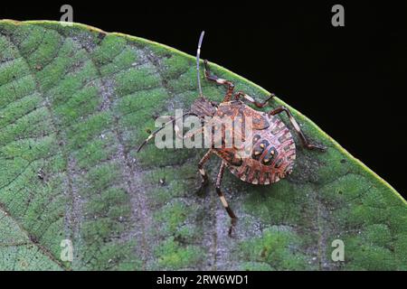 Hemiptera bugs in the wild, North China Stock Photo - Alamy