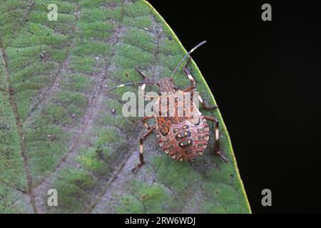 Hemiptera bugs in the wild, North China Stock Photo - Alamy