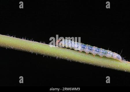 Lepidoptera larvae in the wild, North China Stock Photo - Alamy