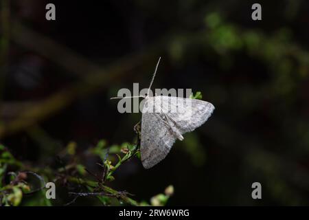 Lepidoptera insects in the wild, North China Stock Photo - Alamy