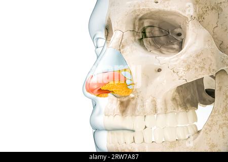 Alar nasal cartilage in red color 3D rendering illustration isolated on ...