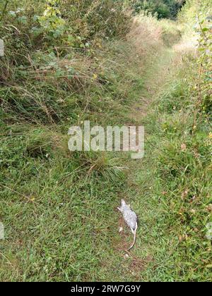 Dead rat bloating on a countryside path. Natural close up intimate ...