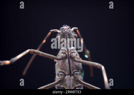 Point bee edge stink bug in the wild, North China Stock Photo - Alamy