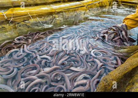 Pacific Hagfish 'Eptatretus stoutii' catch , also called Slime Eel, (in ...