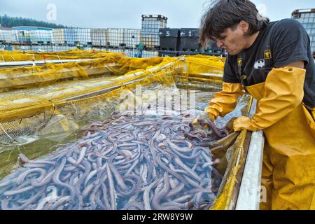 Pacific Hagfish 'Eptatretus stoutii' live catch, worker cleaning ...