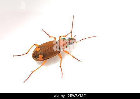 Carabidae insects in natural state, North China Stock Photo - Alamy