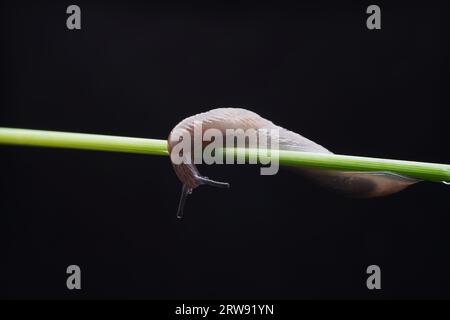 Gastropoda handle eye slug mollusk, North China Stock Photo - Alamy