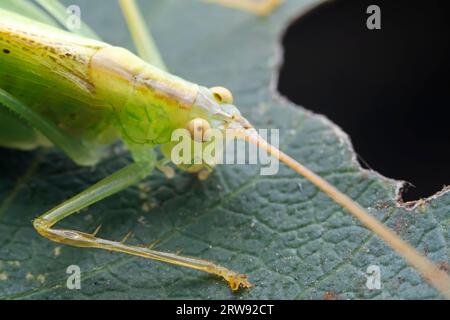 Tree cricket on wild plants, North China Stock Photo - Alamy