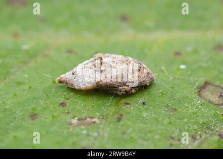 Leaf cicada on wild plants, North China Stock Photo - Alamy