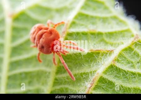 Red mites on wild plants, North China Stock Photo - Alamy