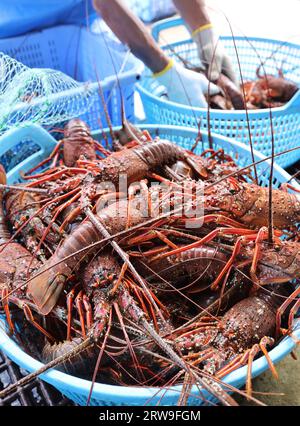 Japanese spiny lobster ( Panulirus japonicus ). at Owse, Mie, Japan ...