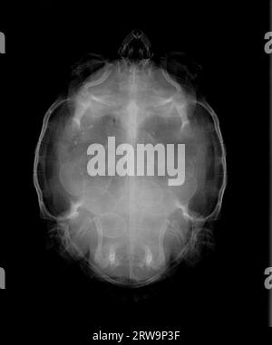 Examination of a turtle by a veterinarian Stock Photo - Alamy