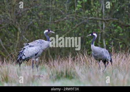 Cranes reach a body length of 100, 130 cm (common crane (Grus grus ...
