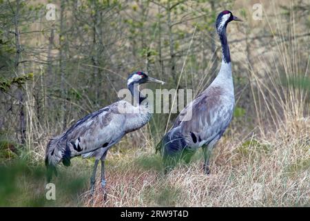 Cranes reach a body length of 100, 130 cm (common crane (Grus grus ...