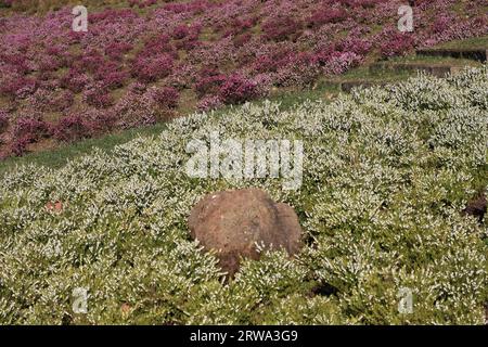 Red heather, photographed full-frame Stock Photo - Alamy