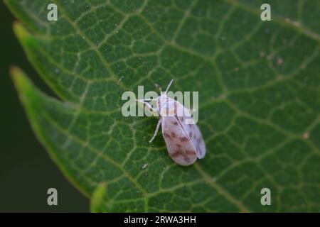 Whitefly, a very tiny flying insect, North China Stock Photo - Alamy