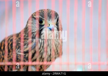 Young Falcon in a cage, Luannan County, Hebei Province, China Stock ...