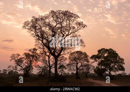 Beautiful view to sunrise behind pink trumpet tree in the Pantanal ...