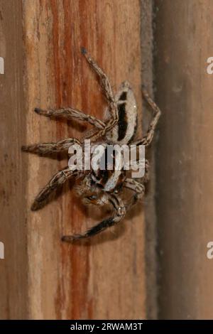 Plexippus paykulli, Male Pantropical Jumping Spider Stock Photo - Alamy