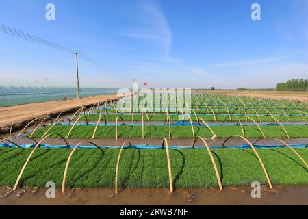 Rice seedbeds are on a farm in North China Stock Photo - Alamy