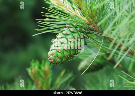 The fruit of South China pine is in the botanical garden Stock Photo ...