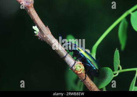 Coleoptera insect -- green Daphne genkwa, North China Stock Photo - Alamy