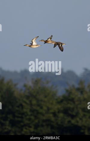 Garganey (Anas querquedula) flying with Eurasian Teal (Anas crecca ...
