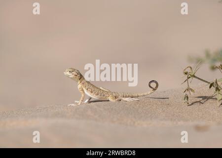 Isolated Arabian Toad-headed Agama looking around in the desert of the ...