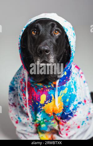 Black Labrador Retriever wearing colorful clothes with hood against ...
