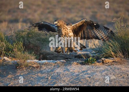Predatory Aquila fasciata bird with long wings spread on sandy field on ...