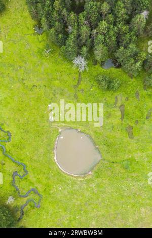 Aerial view of narrow river going through green grass near green trees ...
