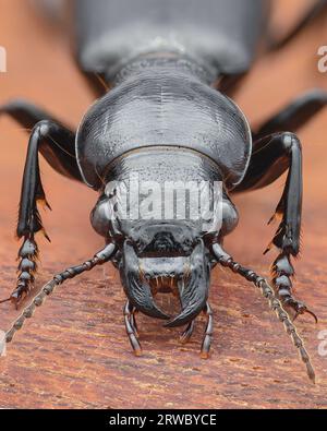Ground beetle (Broscus cephalotes) on sand Stock Photo - Alamy