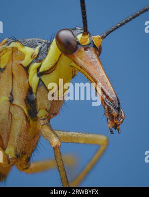 Extreme close up of the mouthparts of the fly Larvaevora fera, family ...