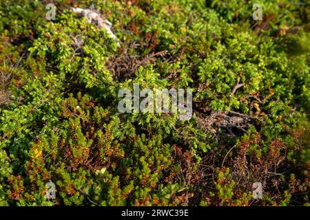 Low growing juniper in the tundra, view from above. Natural background ...
