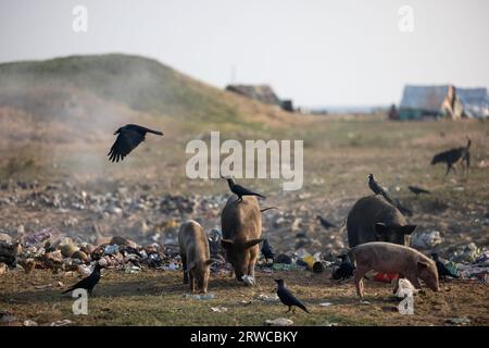 Cattle and pigs grazing among burning plastic at rubbish dump Waste and ...