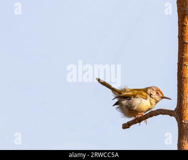 A tailor bird looking back from a wall Stock Photo - Alamy