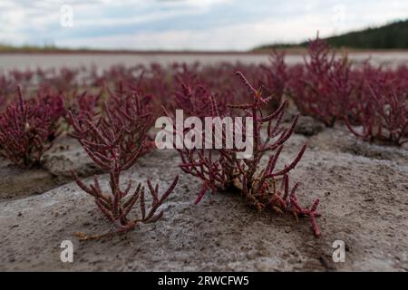 Red Saltwort Plant, Crystalline Desert, Wood Buffalo National Park, NT ...