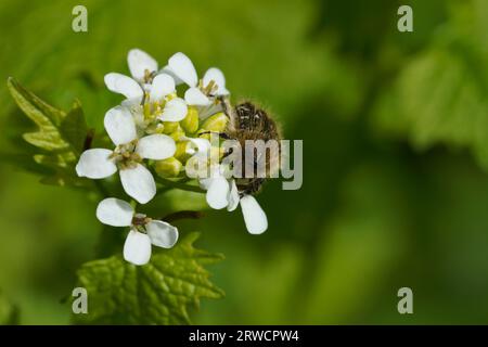 Epicometis hirta Tropinota hirta Family Cetoniidae Genus Epicometis ...