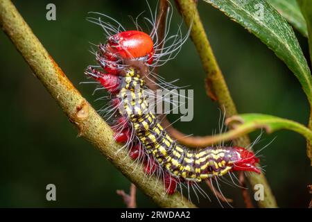 Closeup of the larva of an Azalea Caterpillar Moth (Datana major ...