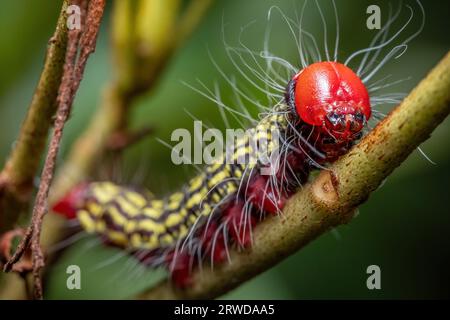 Azalea Caterpillar Moth (Datana major Stock Photo - Alamy