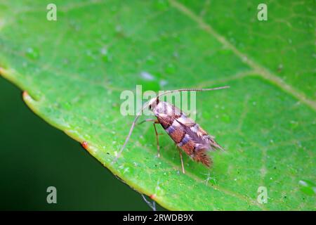 Lepidoptera insects in the wild, North China Stock Photo - Alamy