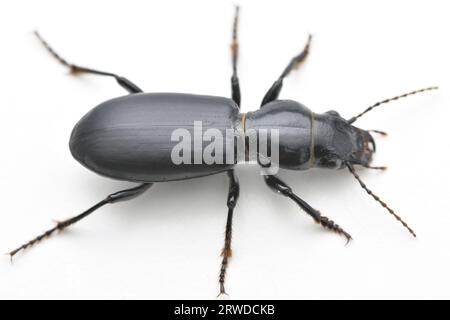 Dorsal view of a black and shiny Ground Beetle, standing on bark ...